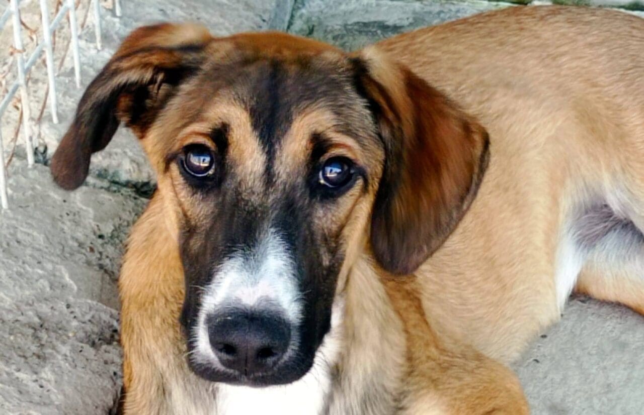 Mascota JAVA - Adpca